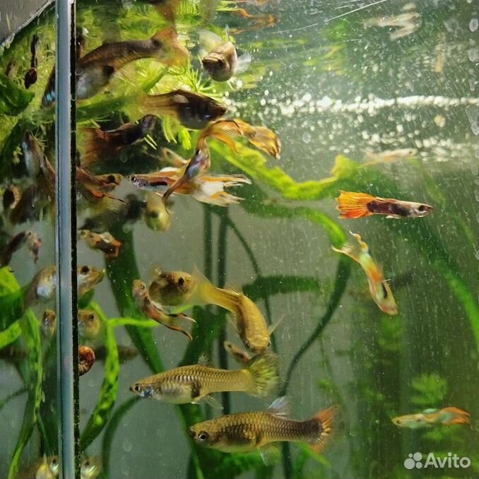 Рыбки гуппи обмен
