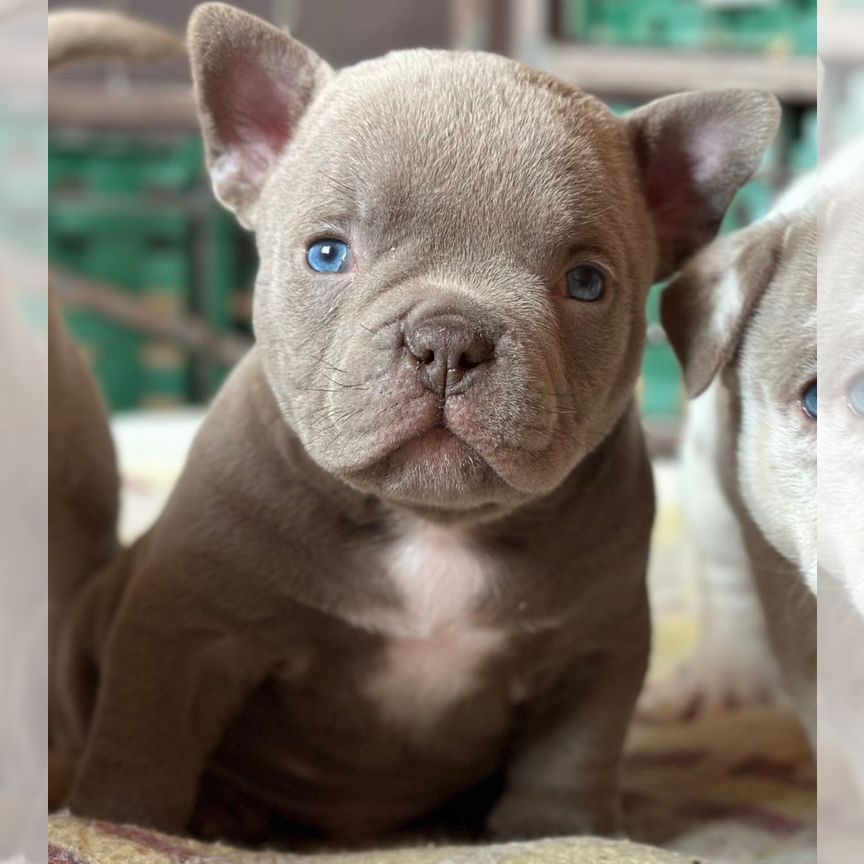 Американский булли, щенок