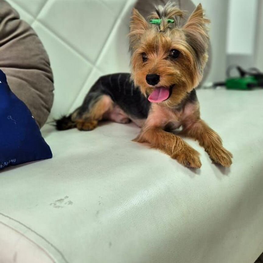 Йоркширский терьер