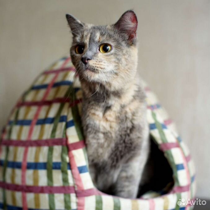 Кошка Мелисса