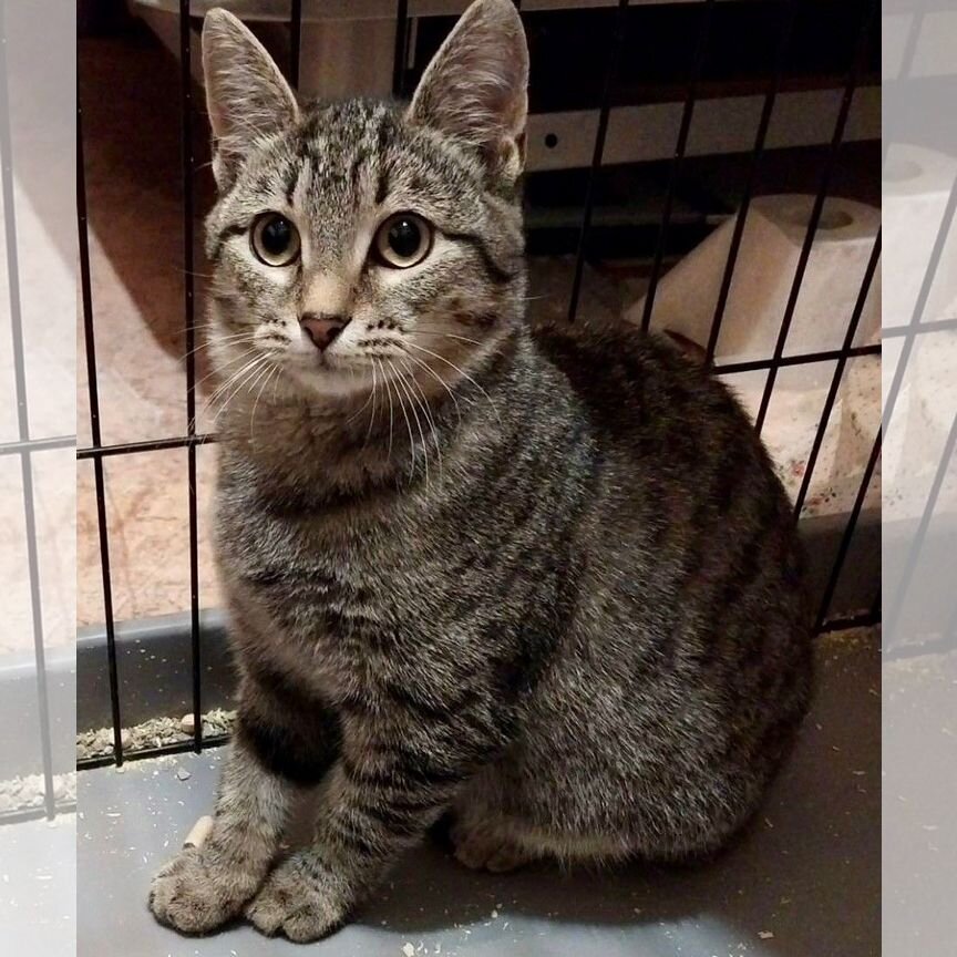 Обаятельная и привлекательная Скумбрия (6 мес.)