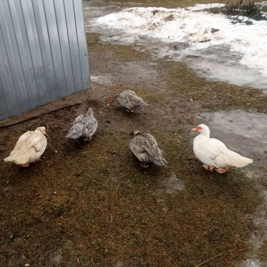 Мускусные утки лаванда