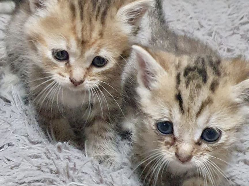 Малюськи красотуськи