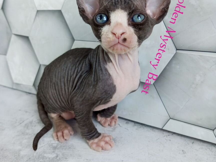 Сфинкс из питомника