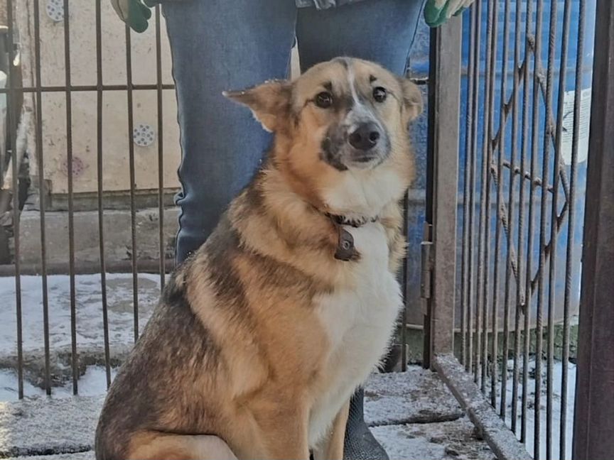 Собаки бесплатно в добрые руки