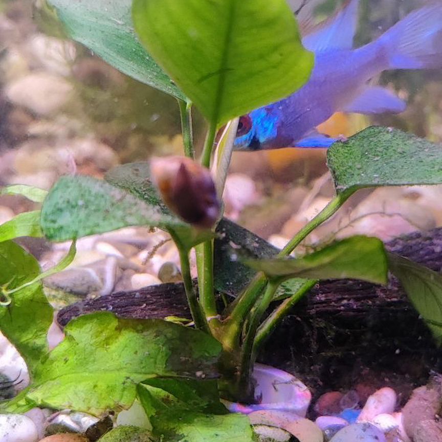 Анубиас, анубиас на камне