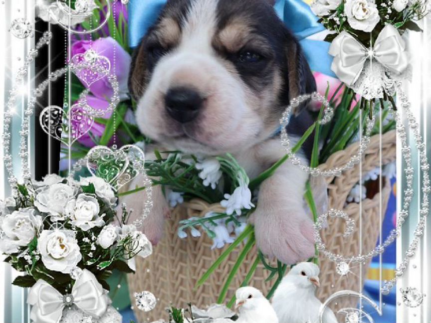 Бигль с РКФ