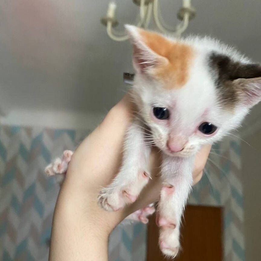 Котики бесплатно в добрые руки