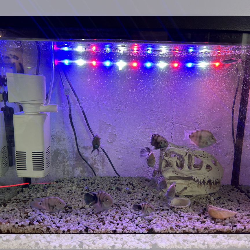 Сапфировый попугай