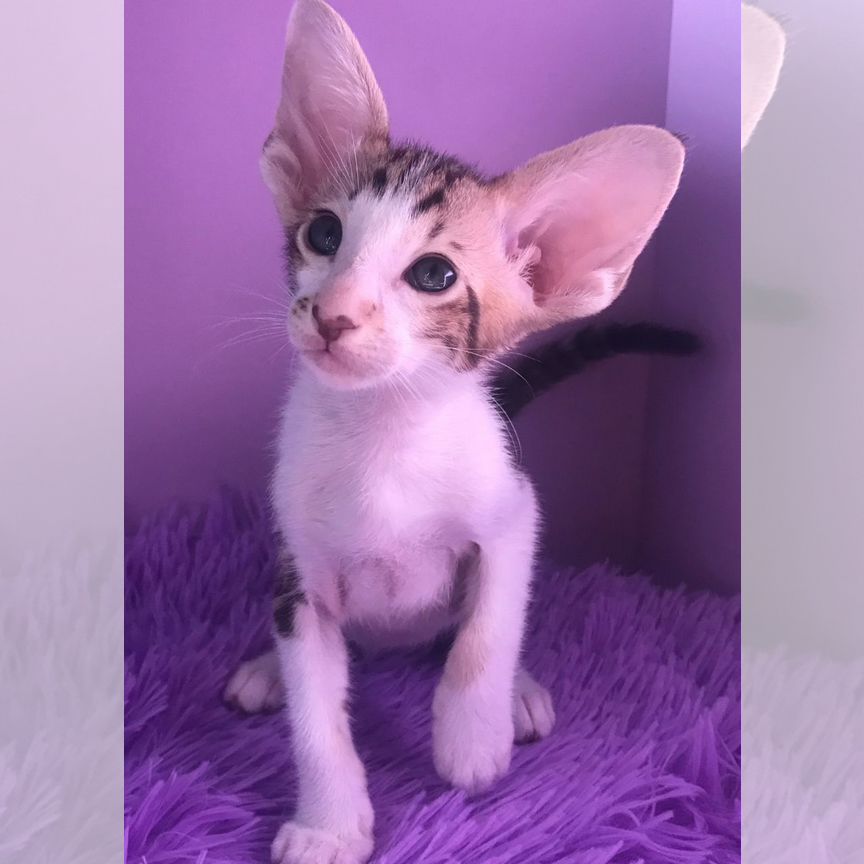 Ориентальный котёнок