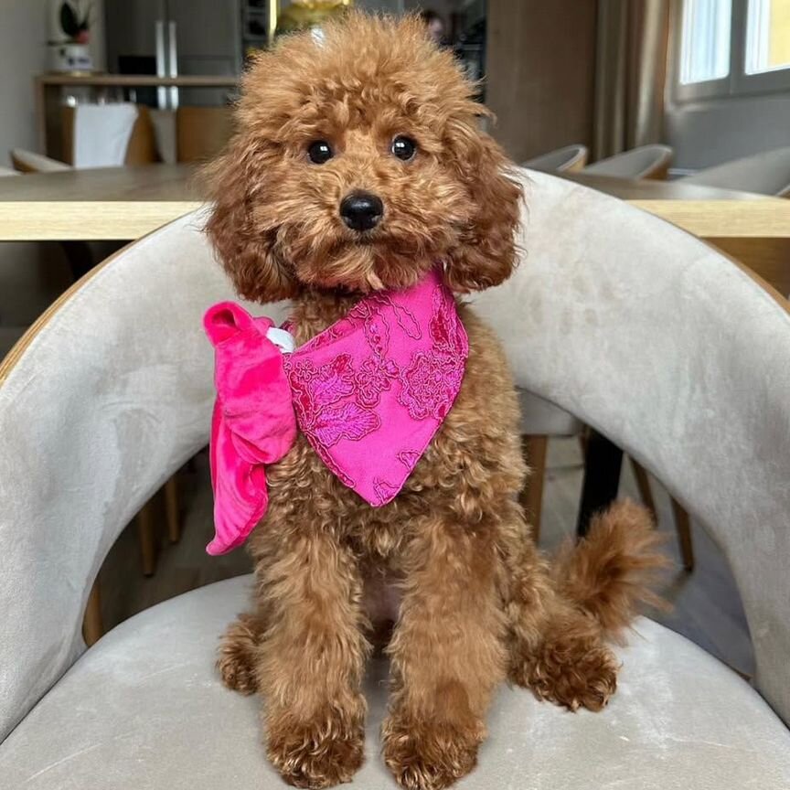 Той-пудель, щенок