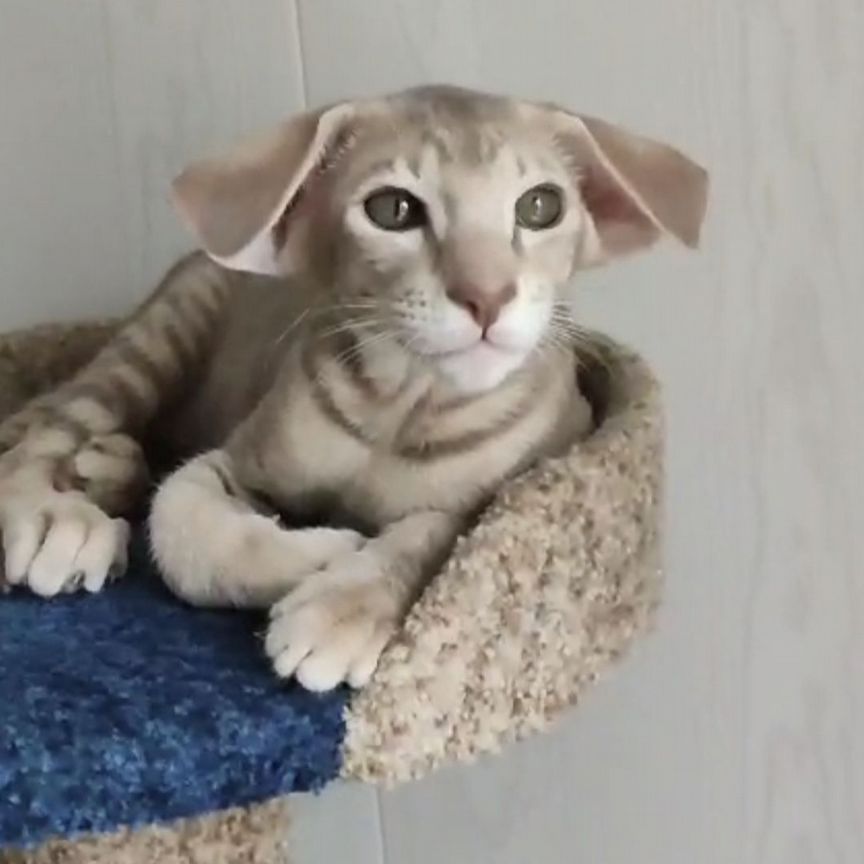 Ориентальные котята супер экстрим