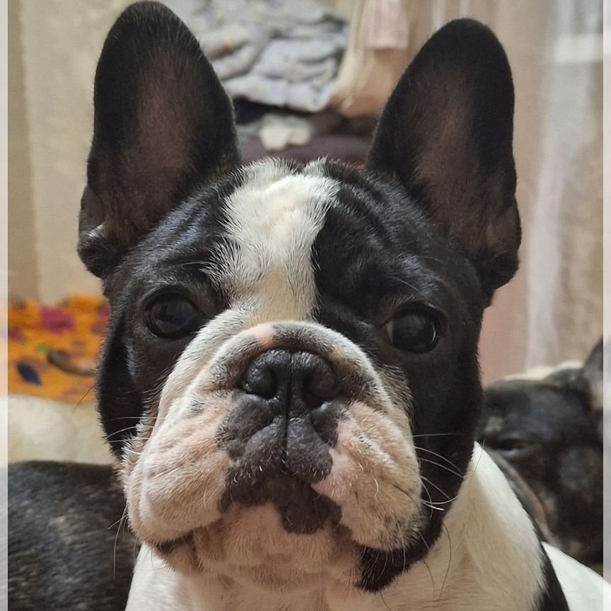 Французский бульдог, щенок