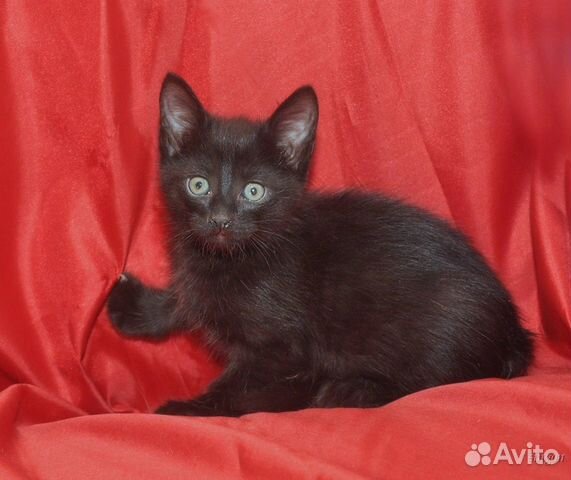 Котенок