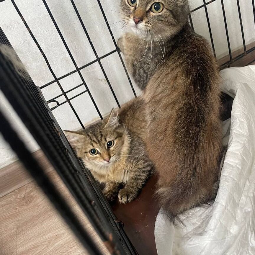 Котята в добрые руки