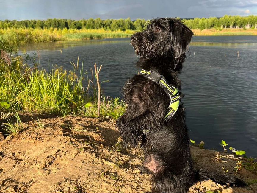 Цвергшнауцер