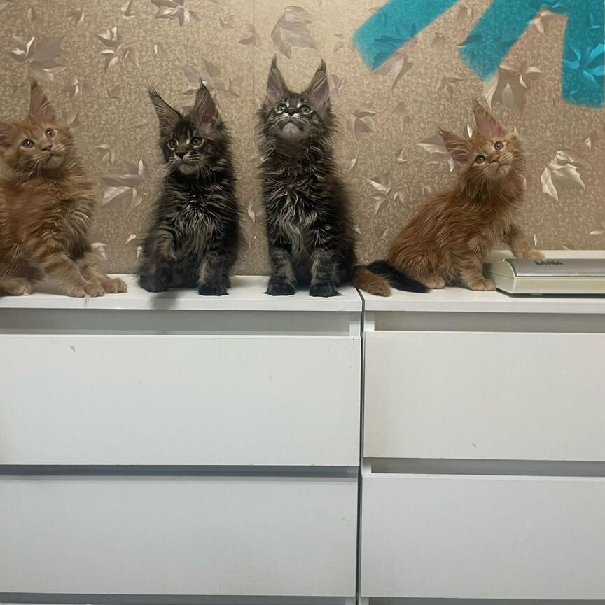 Котята мейн-кун