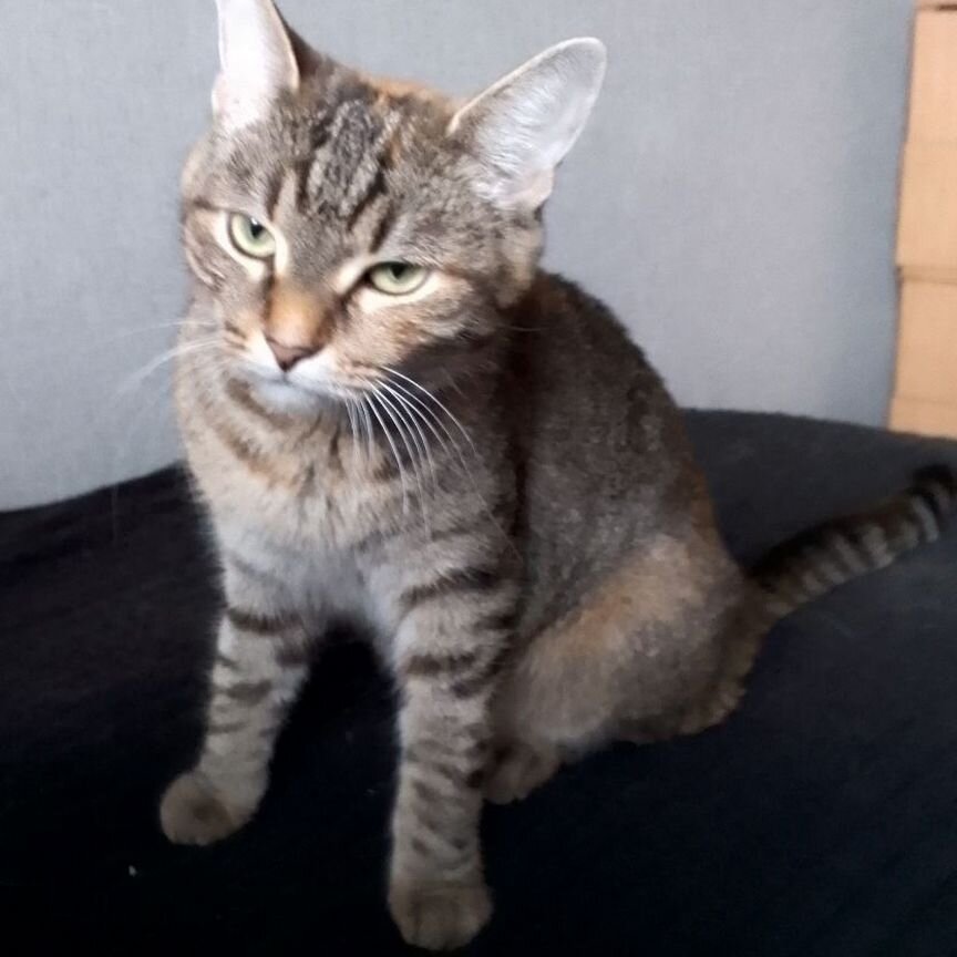 Взрослая кошка в добрые руки