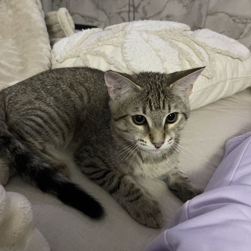 Котёнок