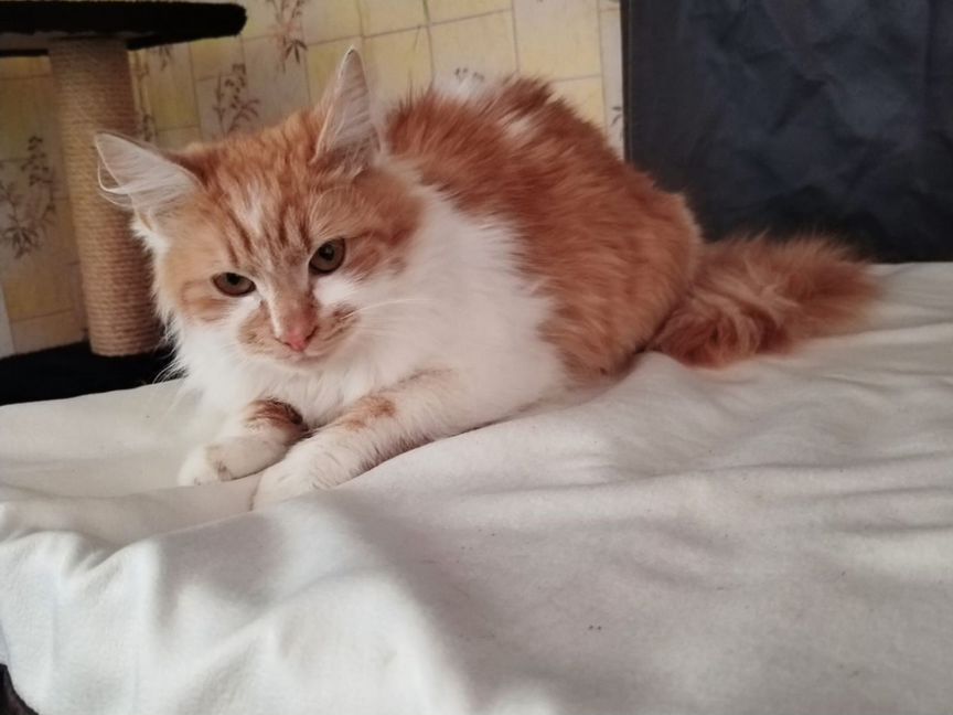 Кошечка в добрые руки бесплатно