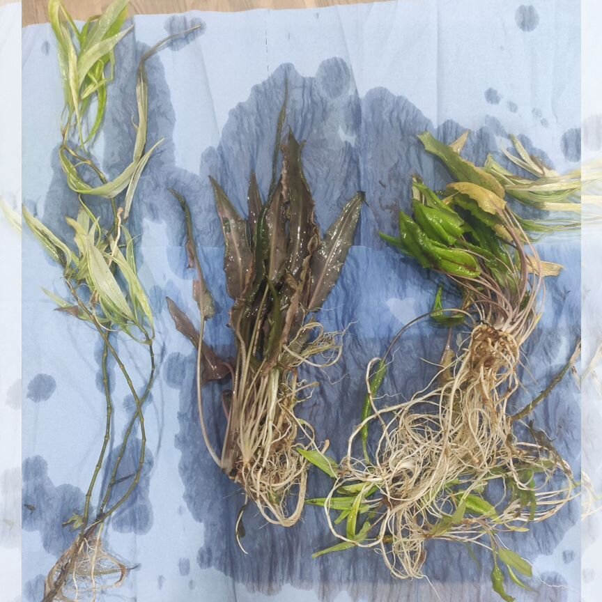 Аквариумное растение