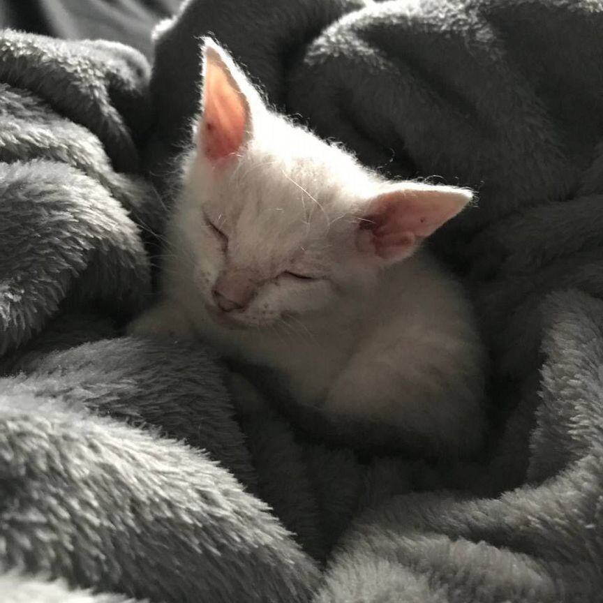 Кошка сфинкс бесплатно