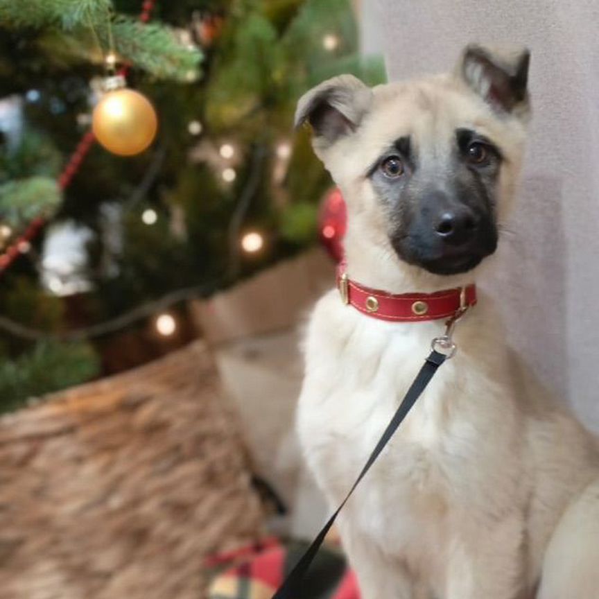 Щенок девочка бесплатно