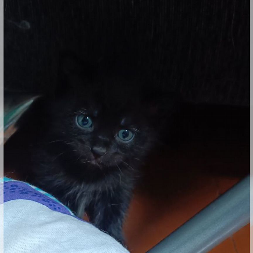 Подарю котят