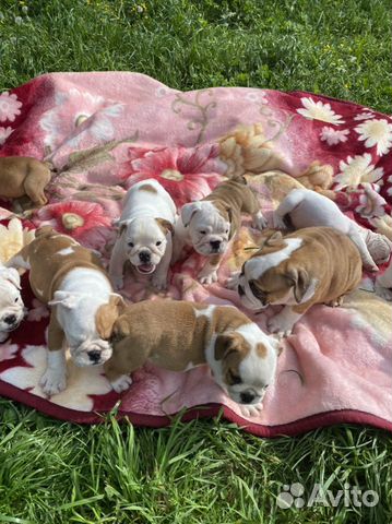 Супер детки англичане