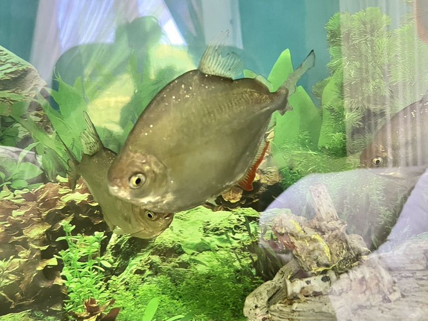 Аквариумные рыбки