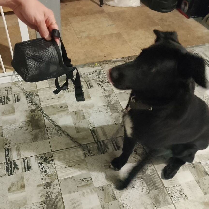 Намордник для собак