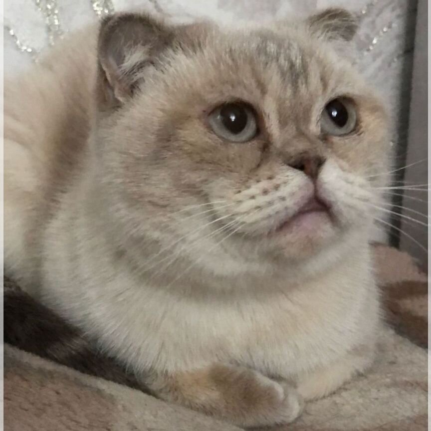 Шотландские вислоухие