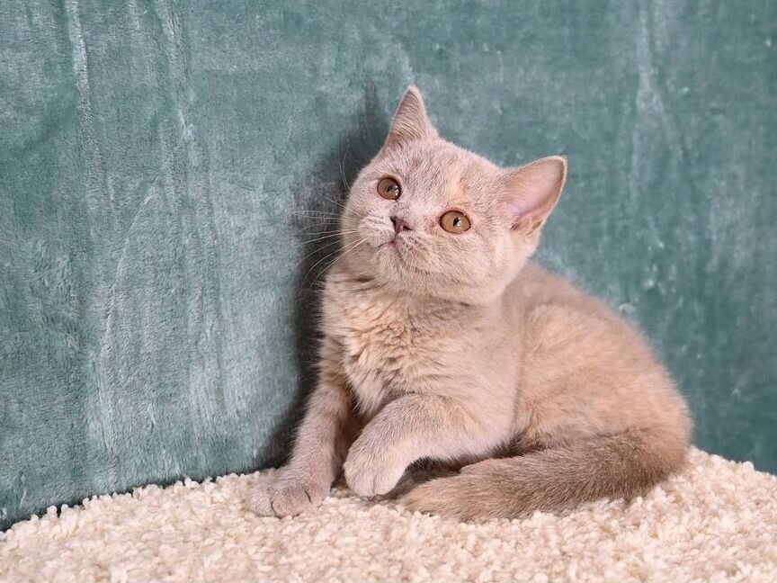 Лиловый кремовый британский котенок, девочка