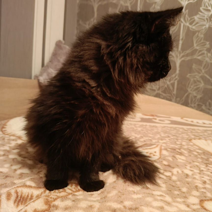 Черная кошка, пушистая