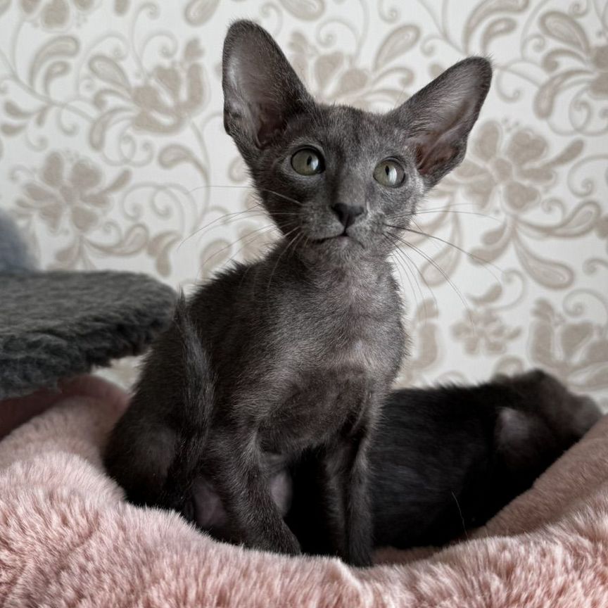 Ориентальные котята