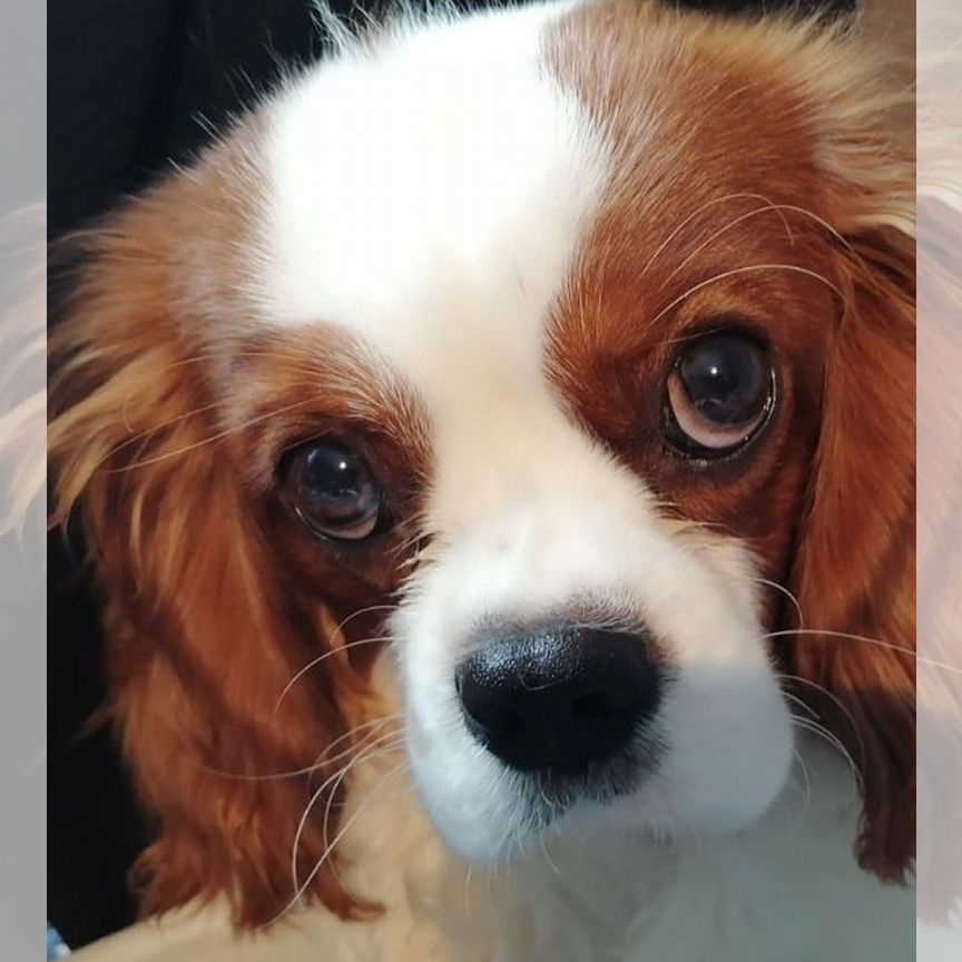 Кавалер кинг-чарльз-спаниель, щенок