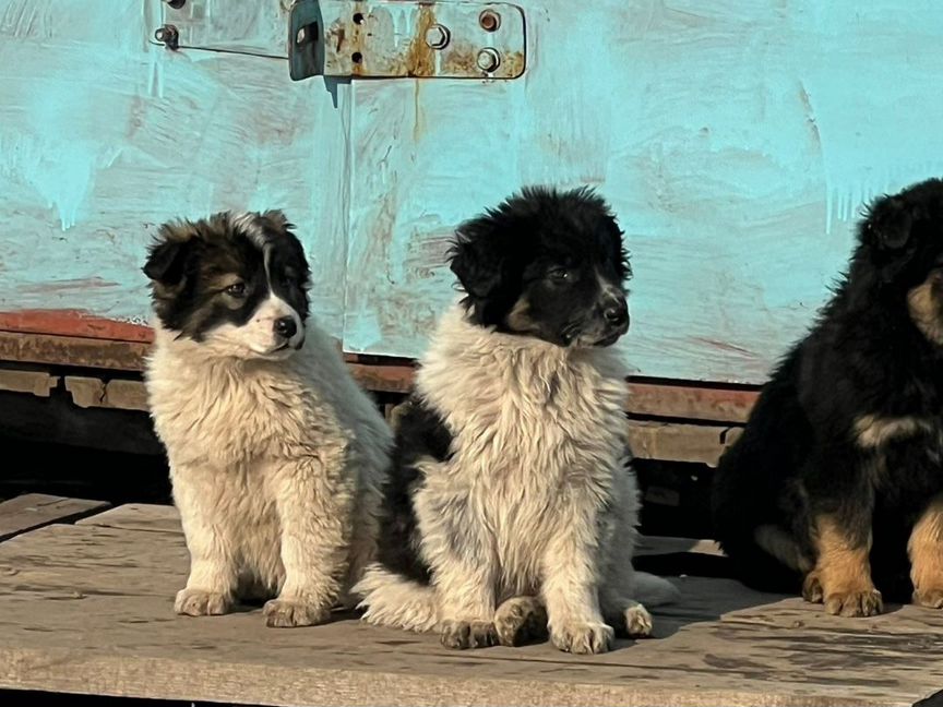 Очаровашки щенки ищут дом