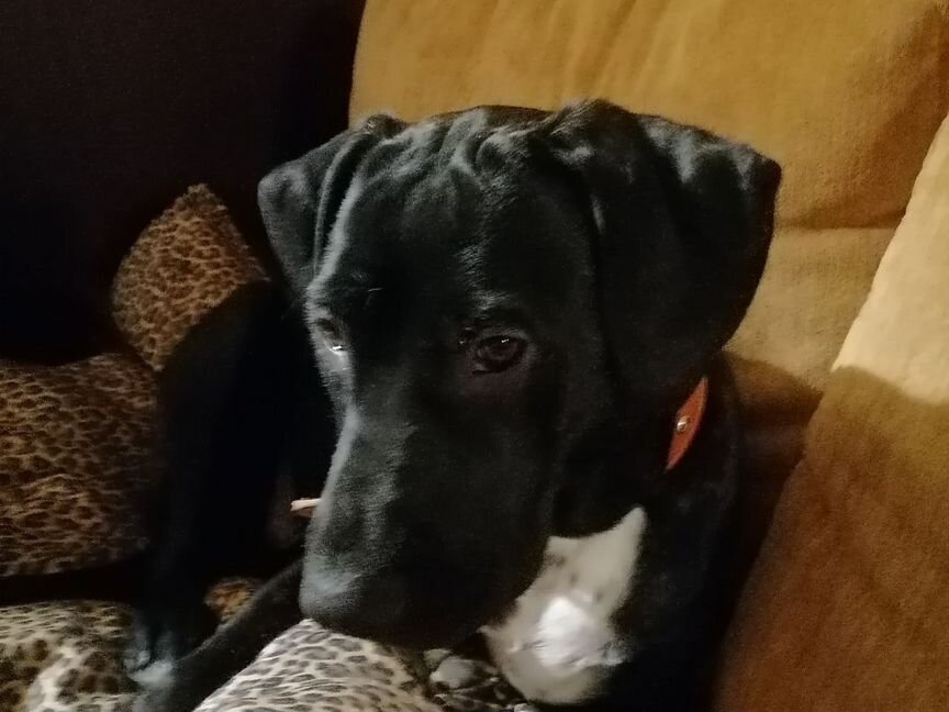 Собаки щенки кане-корсо +куцхаар