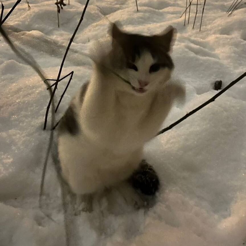 Котёнок в добрые руки