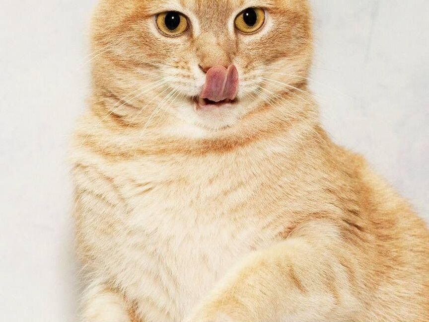 Котик в добрые руки