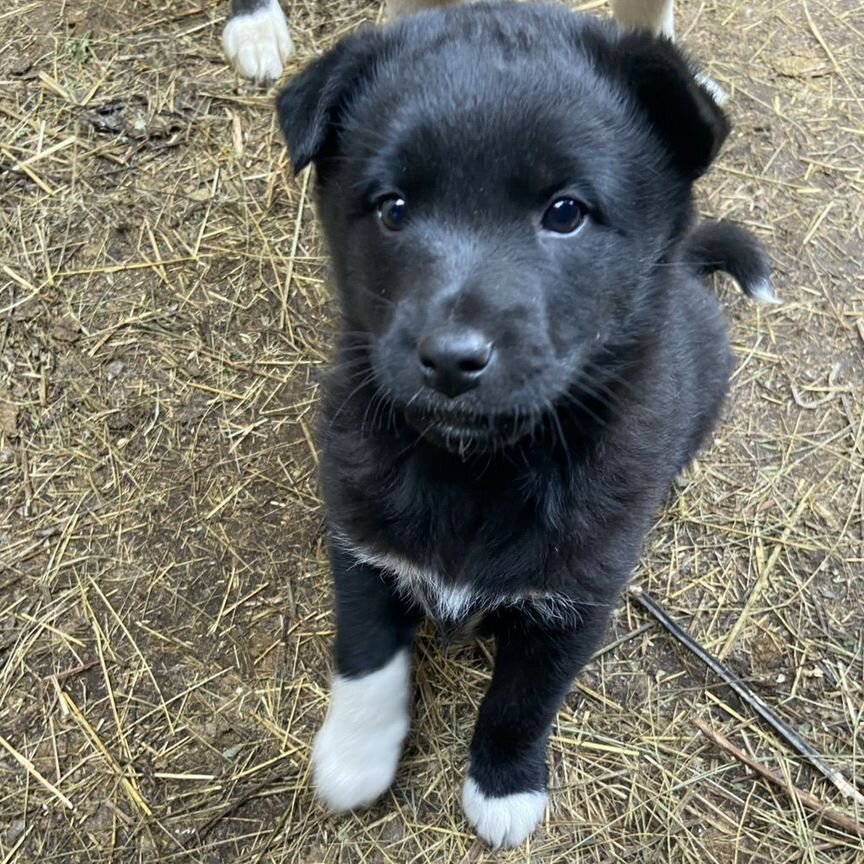 Щенок в добрые руки