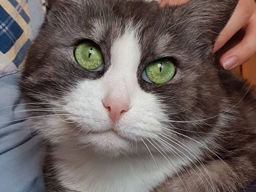 Кошка Плюшка с изумрудными глазами