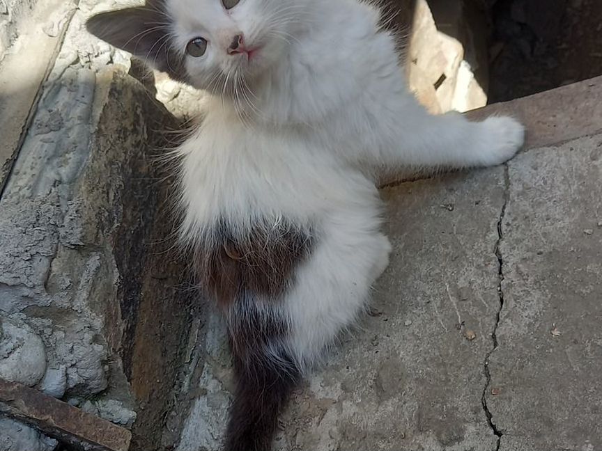 Котята ищут себе дом