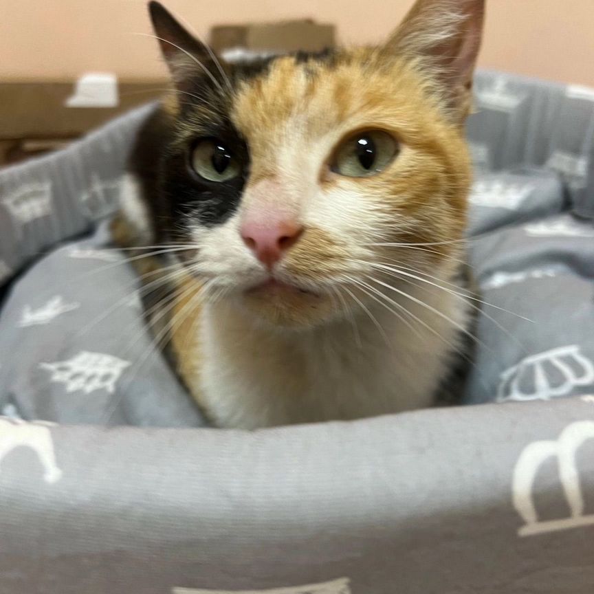 Кошечка в добрые руки