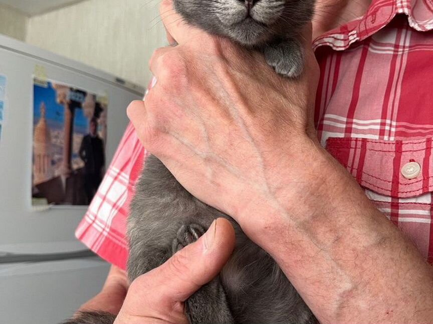 Кошечка русская голубая метис