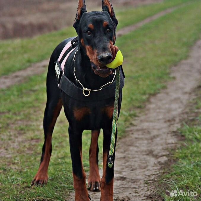 Доберман бесплатно