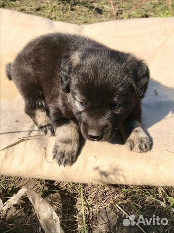 Щенок в добрые руки