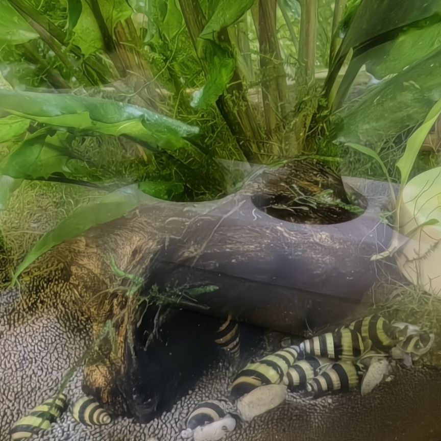 Улитка Хелена