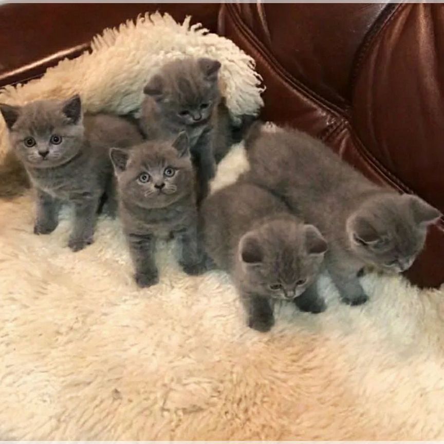 Британские котята