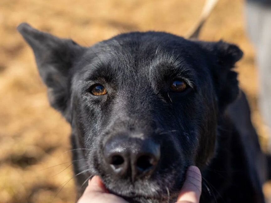 Джек в поисках любящего сердца